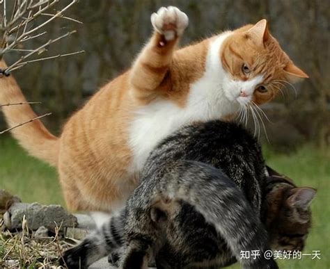 为什么母猫发情会惨叫交配后又满地打滚真相来了 知乎