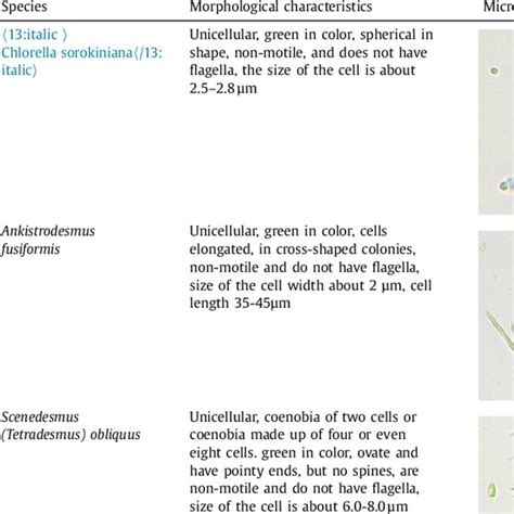 Morphological Observation Of Microalgae Isolated From Freshwater Download Scientific Diagram