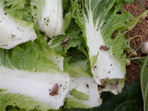 苺イチゴに発生する害虫 菜園ラボ