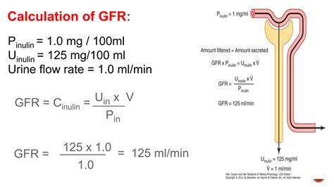 Glomerular Filtration Rate And Renal Blood Flow Pptx