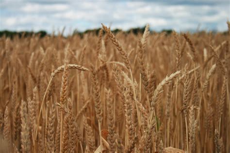 무료 이미지 삼백초 호밀 맥아 이콘 밀 보리 밀크 딘켈 음식 곡물 시리얼 세균 수확고 들 에머 무서운 Khorasan Wheat 현금 작물 농업