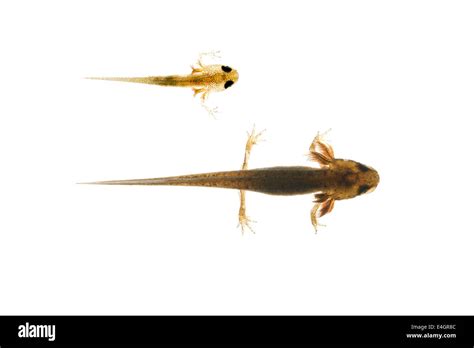 Common Smooth Newt Advanced Larvae Legs Developing With External Feathery Gills Will Leave Pond