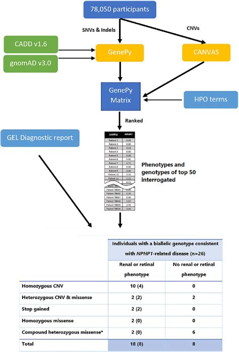 Bioinformatic Workflow With Numbers Of Participants With Biallelic Download Scientific Diagram