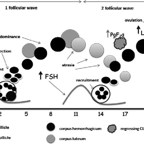 Progesterone Treatment Using Cidr For Estrus Synchronization And Download Scientific Diagram