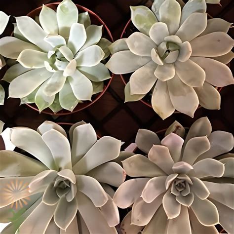 Succulents Large 6 Fabulous Florals