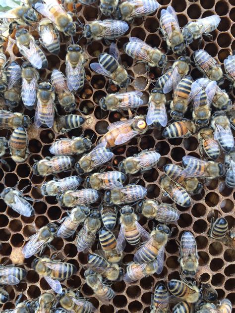 Queen Bees Bred In Devon National Bee Supplies