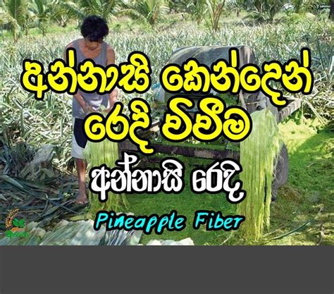 අස්වැන්න අන්නාසි කෙන්දෙන් රෙදි විවීම අන්නාසි රෙදි