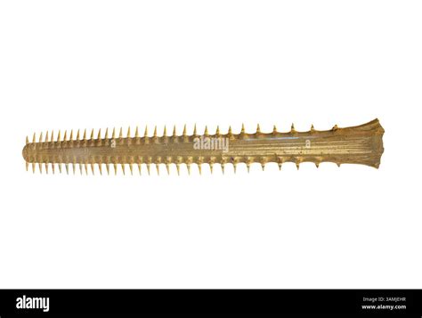 A Rostrum Of The Smalltooth Sawfish Isolated On A White Background