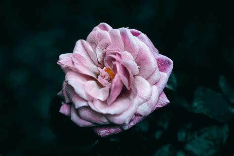 꽃 꽃꽂이 꽃무늬 꽃을 자르다 꽃이 피는 꽃잎 낭만적인 녹색 로맨스 매크로 모란 밝은 봄 분홍 장미 분홍색 사랑 색깔 섬세한 소프트 핑크