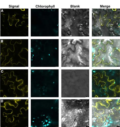 Figure 1 From A Highly Efficient Agrobacterium Mediated Method For Transient Gene Expression And