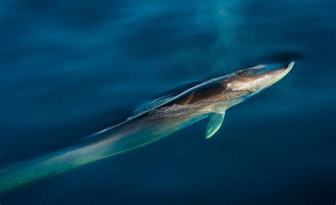 Fotos De La Balaenoptera Physalus Imágenes Y Fotos