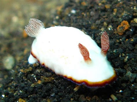 All About The Sea Bunny” Aquapparel
