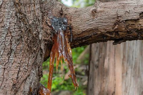How To Stop Tree Sap After Pruning [quickly And Easily]