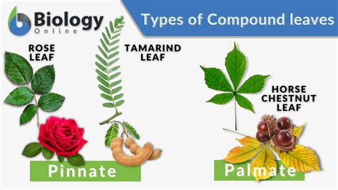 Types Of Compound Leaves