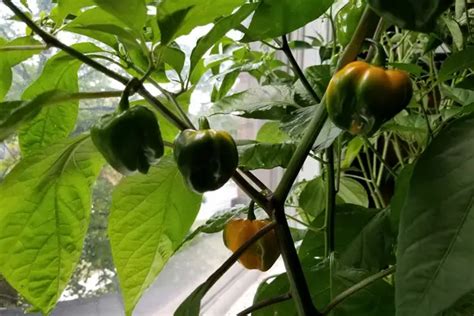 5 Things You Need To Know To Grow Hot Peppers Indoors