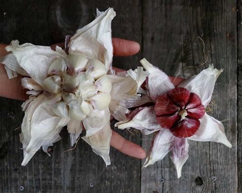 The Difference Between Hardneck And Softneck Garlic Top 12 Varieties