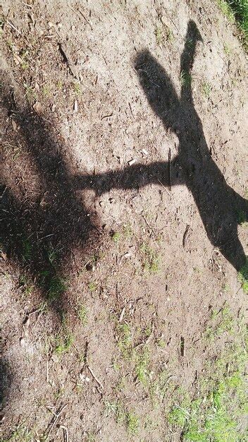 Premium Photo Shadow Of Grass