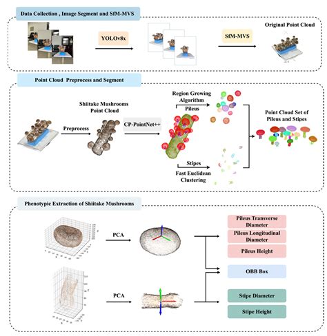 Three Dimensional Reconstruction Phenotypic Traits Extraction And
