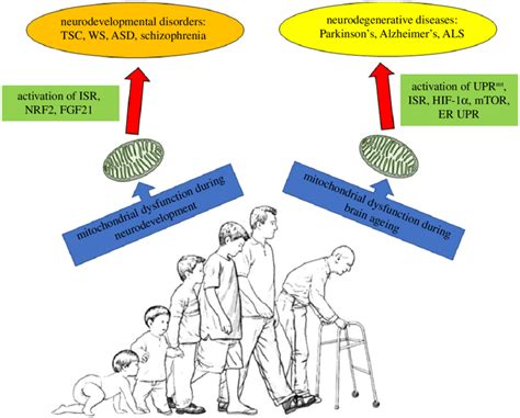 Overview Of The Retrograde Signalling Pathways Implicated In Download Scientific Diagram