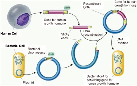 Another View Of Weakly Open Sets Via Dna Recombination