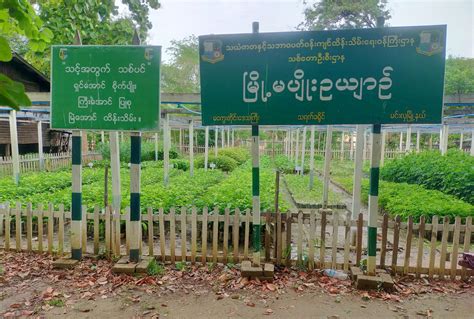 မင်းလှမြို့နယ်တွင် သစ်တောဦးစီးဌာနမှ ၂၀၂၄ ခုနှစ် မိုးရာသီ၌ လူထုဖြန့် သစ