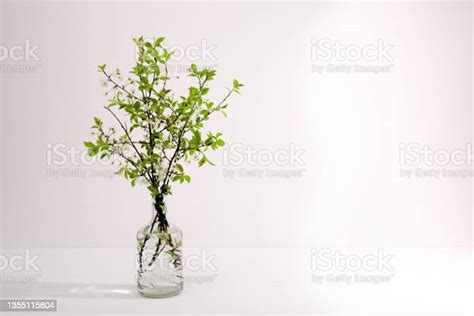 복사 공간이있는 흰색 배경에 꽃이 만발한 벚꽃의 나뭇가지가있는 유리 꽃병 봄 꽃 꽃다발 인테리어 장식 우아한 명함 모형 어머니의 날 엽서 신선도 미니 멀 0명에 대한 스톡