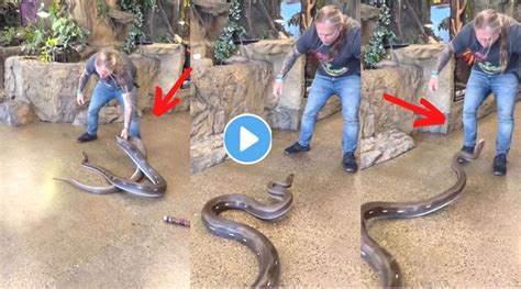 बापरे खेळण्यासाठी घरातच आणला विशाल अजगराला काही सेकंदातच अजगराने खेळ