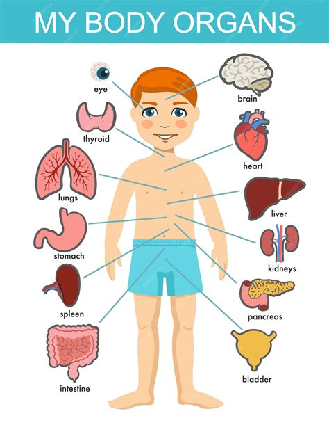 Anatomie Du Corps Humain Système Dorganes Médicaux Pour Enfants Organes Internes Du Corps Du