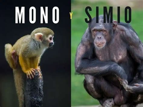Diferencia Entre Mono Y Simio Mundo Primate