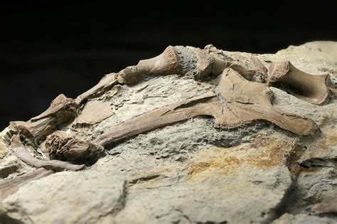 Oldest Jurassic Dinosaur Mirror Online