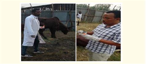 Fecal Sample Collection Fresh Faecal Sample Were Directly