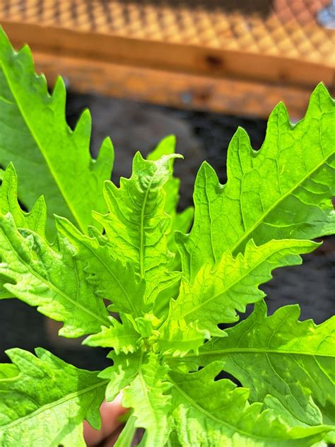 Worm Grass Worm Bush Mexican Tea And Seeds 1000 Ct Etsy