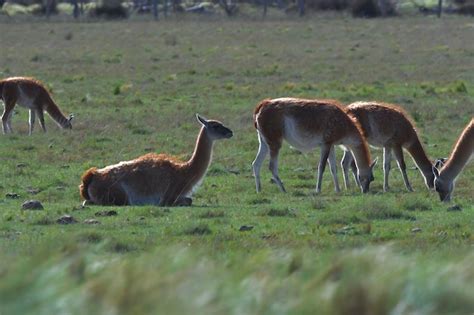 Lama Animal En Ambiente De Pastizales Pampeanos Provincia De La Pampa