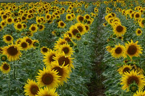 해바라기는 큰 들판에서 자랍니다 여름철까지 해바라기의 멋진 전경 필드 푸른 하늘 아래 들판에있는 멋진 노란 해바라기의 긴 줄 검은 해바라기 씨앗 0명에 대한 스톡 사진 및