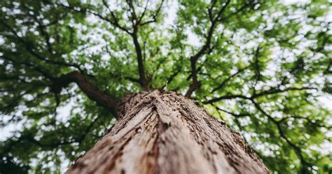 Trees And Tree Traversal In Php