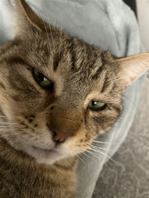 Mogging Cat Blank Template Imgflip