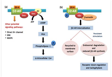 Adrenergic Receptors Chart Ponasa