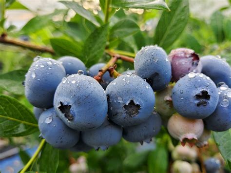 블루베리 만생종 수확중~ 전라북도 정읍시 감곡면 비즈프로필