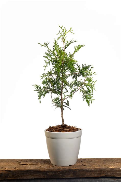 Large Sapling In White Pot Little Saps