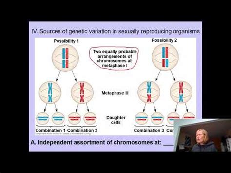 Chapter Sources Of Variation In Sexually Reproducing Organisms YouTube