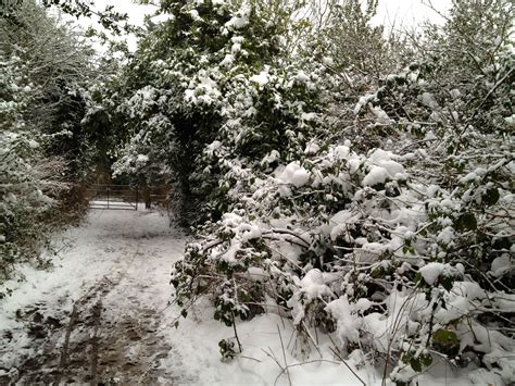 Free Images Tree Branch Blossom Snow Winter Plant Flower Frost