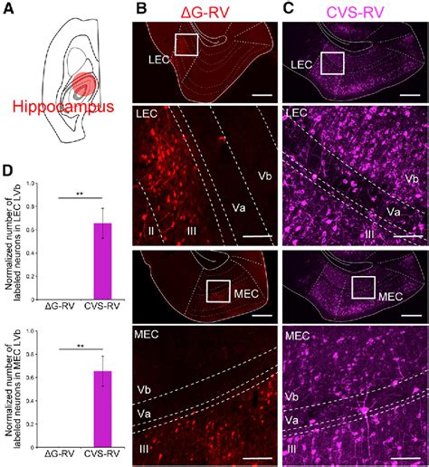 Figure 1 From Intrinsic Projections Of Layer Vb Neurons To Layers Va Iii And Ii In The Lateral