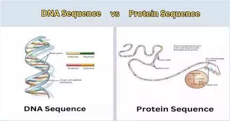 DNA And Protein Sequence The Best 10 Difference