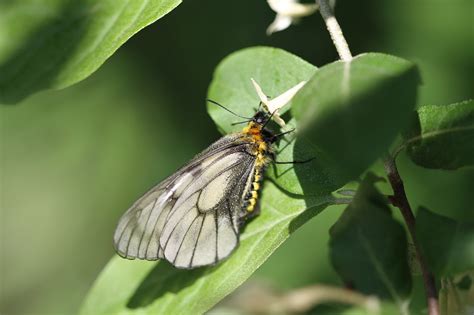 アゲハチョウ科の越冬の方法と春型夏型蛹で越冬するの卵や幼虫成虫では越冬できないの 蝶と昆虫のWEBメディア