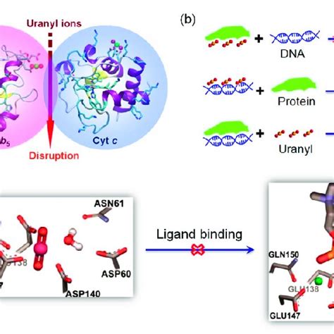 Uranyl Induced Disruption Of Protein Proteindnaligand Interactions