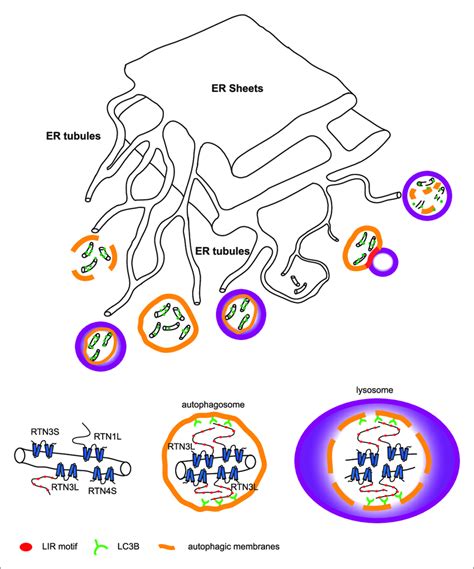 Model For Er Tubules Degradation To Drive Er Tubules Turnover Local