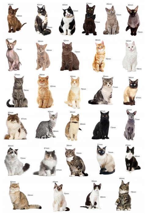 Определение породы по кошки картинки и фото Koshka Top