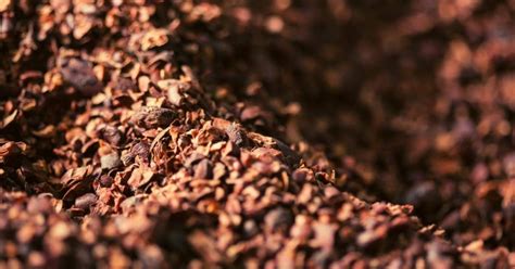 Cocoa Husk Tea Benefits And Recipes Its Never Not Teatime