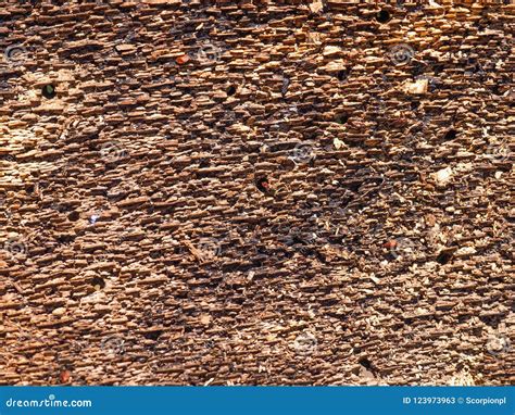 Inner Side Of The Tree Bark Stock Image Image Of Material Borer