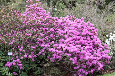 Rhododendron Olga Mezitt Société Des Rhododendrons Du Québec